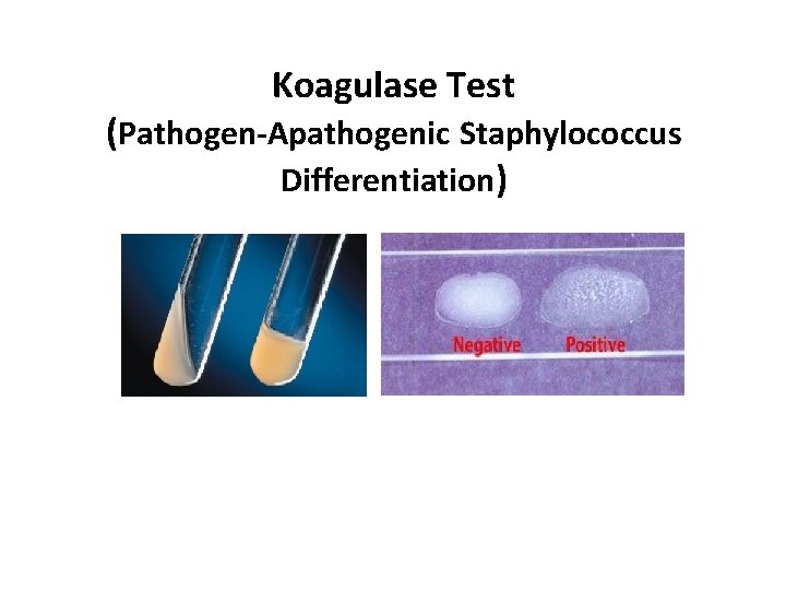 STAPHYLOCOCCUS Skin upper respiratory tract lower digestive system