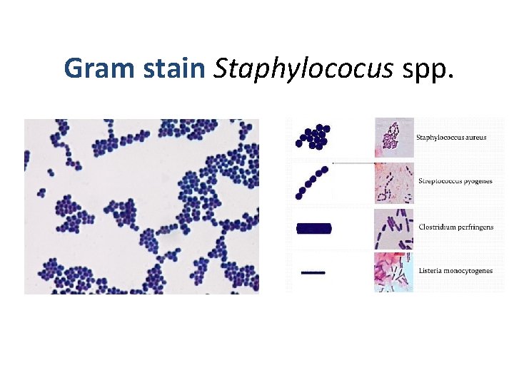 STAPHYLOCOCCUS Skin upper respiratory tract lower digestive system