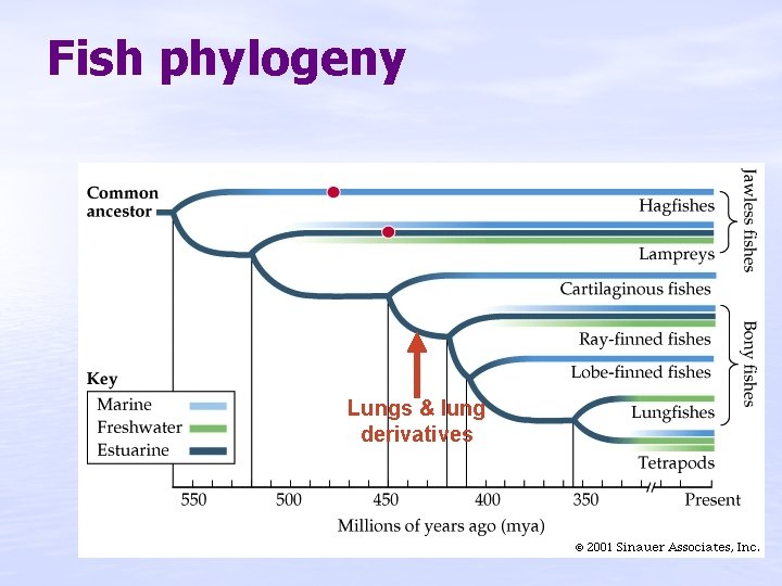 Marine Vertebrates Lecture 2 Fish Diversity Osteichthyes Part