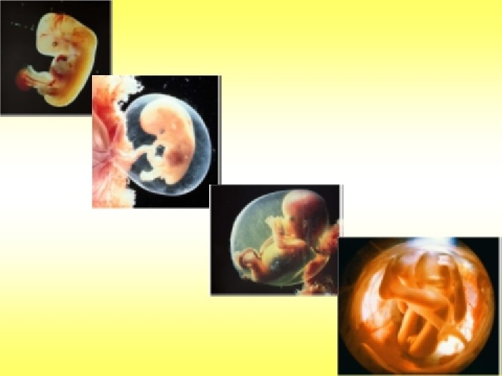 Embryology CLASS I INTRODUCTION MITOSIS MEIOSIS Child birth