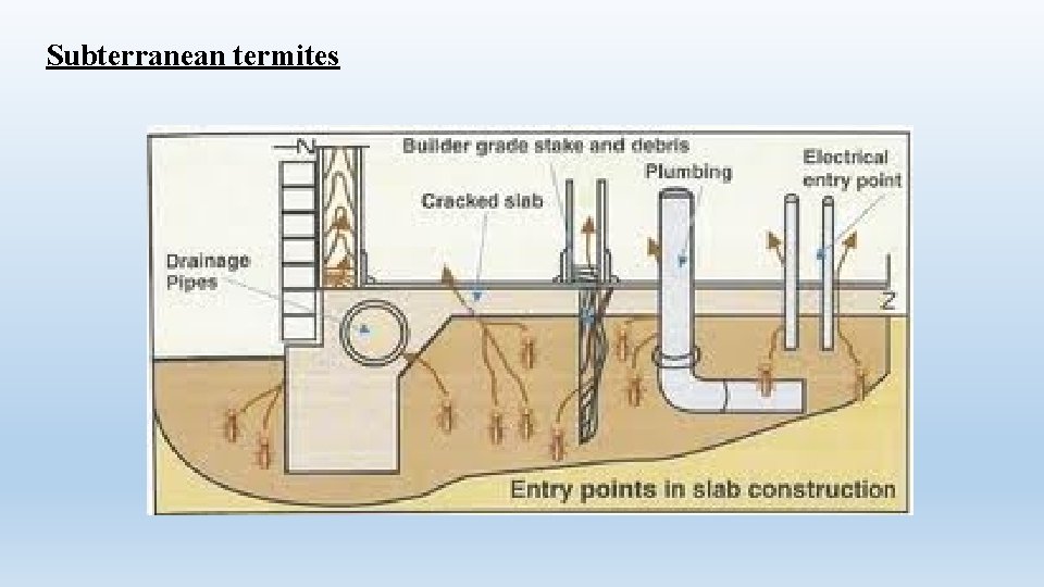 Prepared By Alka Shah Civil Engineering Department Antitermite