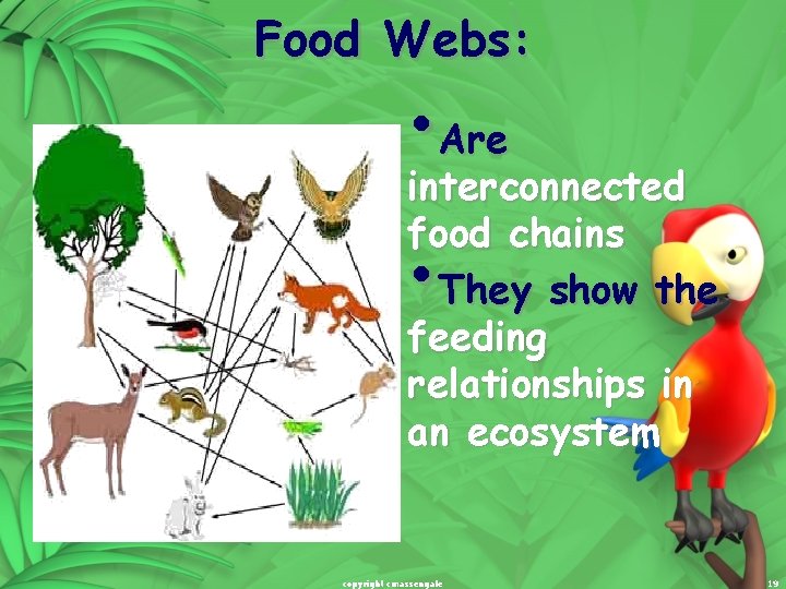 Energy Flow Through an Ecosystem Food Chains Food