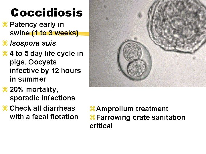 Colibacillosis F 5 group of E coli Pili