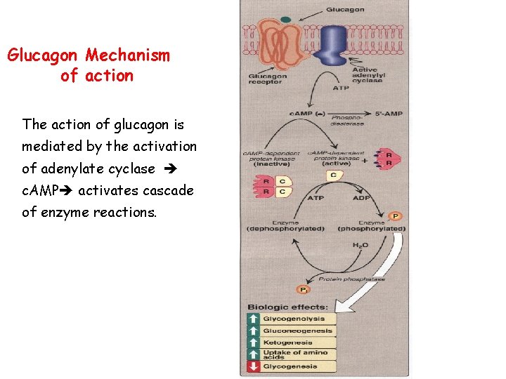 Integration of Metabolism Metabolic effects of Insulin and