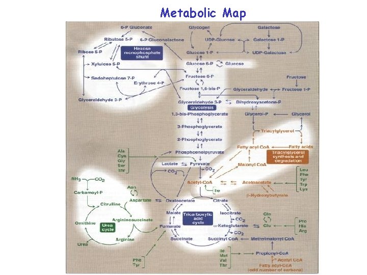 Integration of Metabolism Metabolic effects of Insulin and