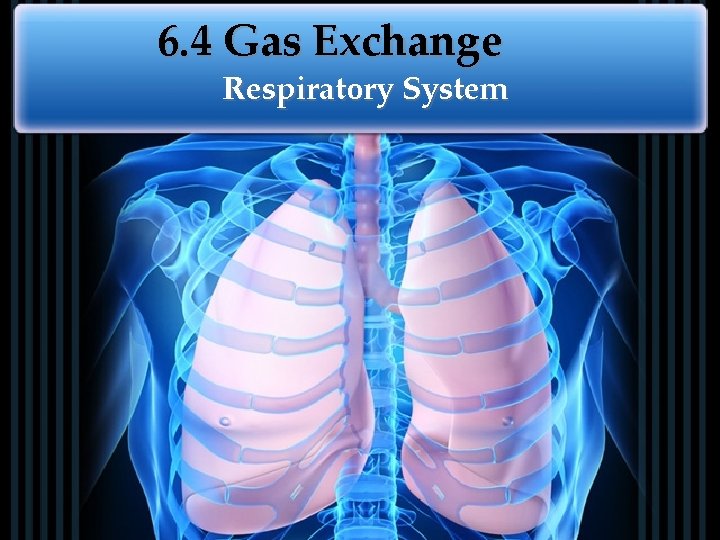6 4 Gas Exchange Respiratory System Why do