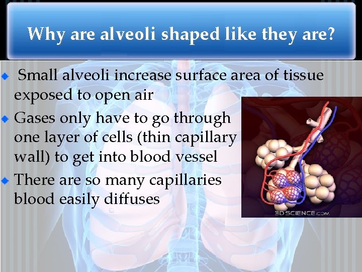 6 4 Gas Exchange Respiratory System Why do