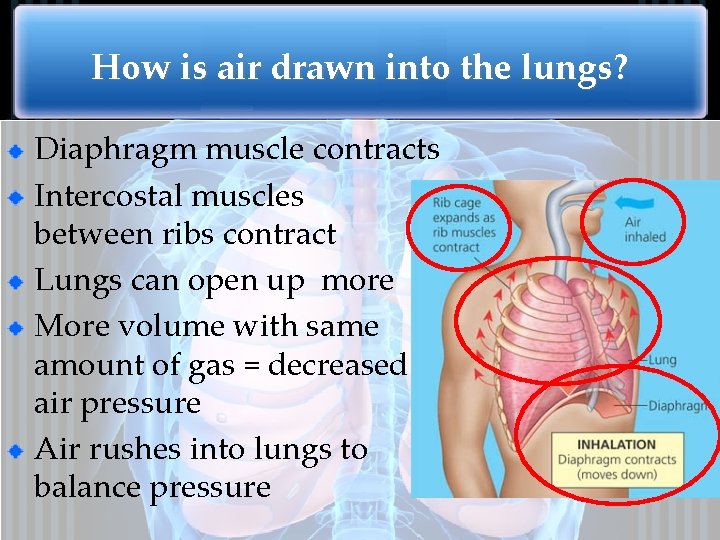 6 4 Gas Exchange Respiratory System Why do