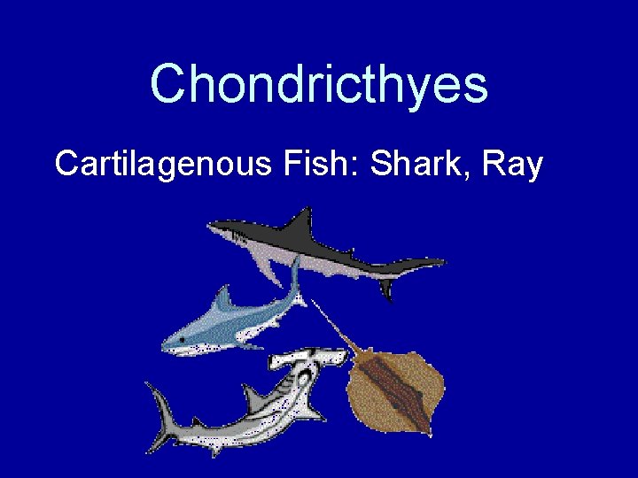 Fish The Devonian Period The Age of Fish