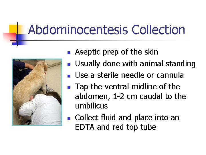 Abdominal and Thoracic Effusions Clinical Pathology Abdominalthoracic ...