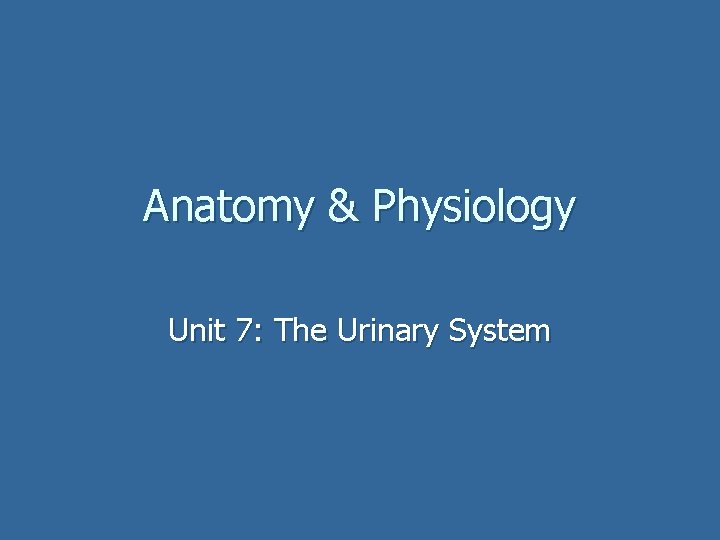 Anatomy Physiology Unit 7 The Urinary System Function