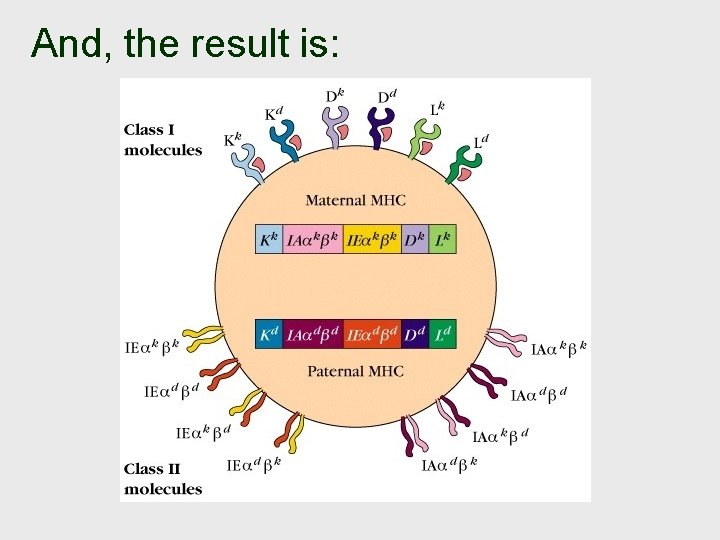MHC diversity arises from Polygenicity Polymorphism Codominance Linkage