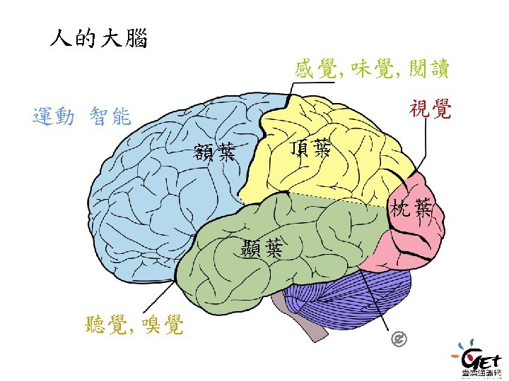 Introduction Operation of the brain Precise interconnections among