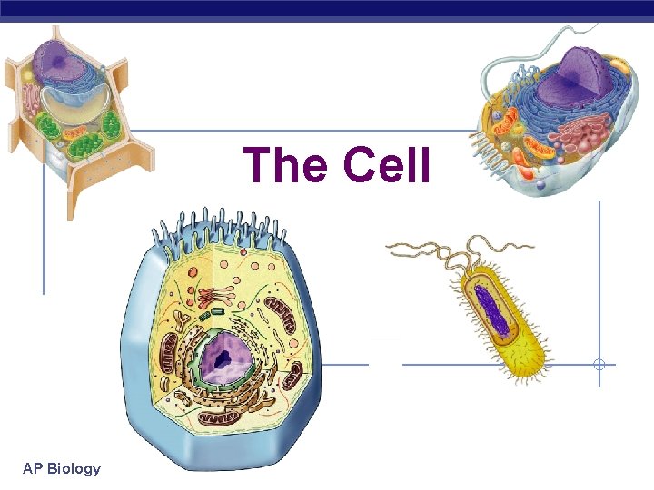 The Cell AP Biology Why are cells so