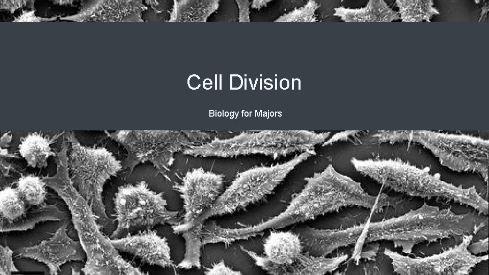 Cell Division Biology for Majors Introduction to Cell