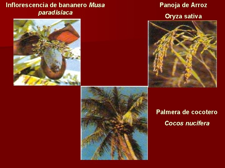 SIMBIOSIS EL HOMBRE Y LA SELVA Introduccin a