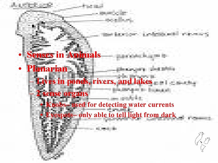 The Senses Senses in Animals Survival Used for