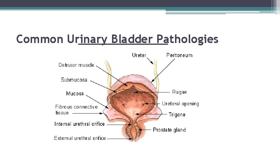 Radiology Renal System Objectives Modality used for assessment