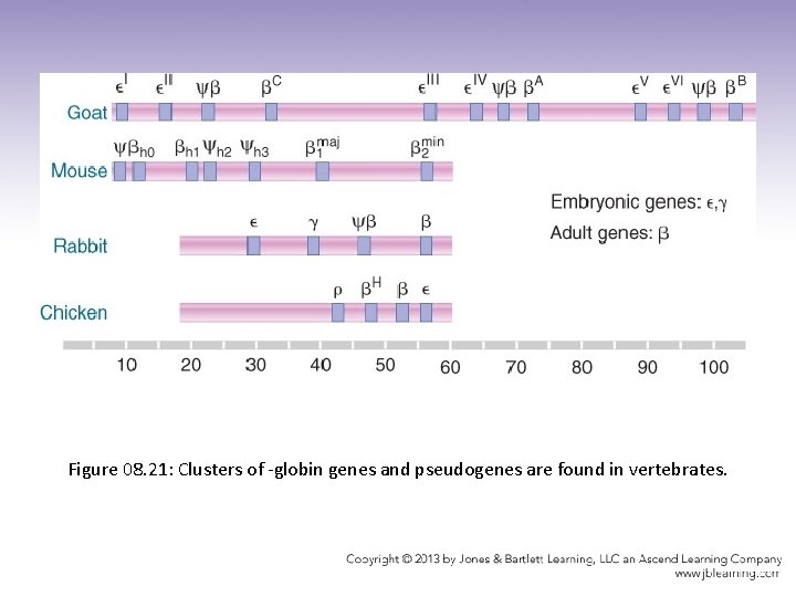 Chapter 8 Genome Evolution Jocelyn E Krebs Figure
