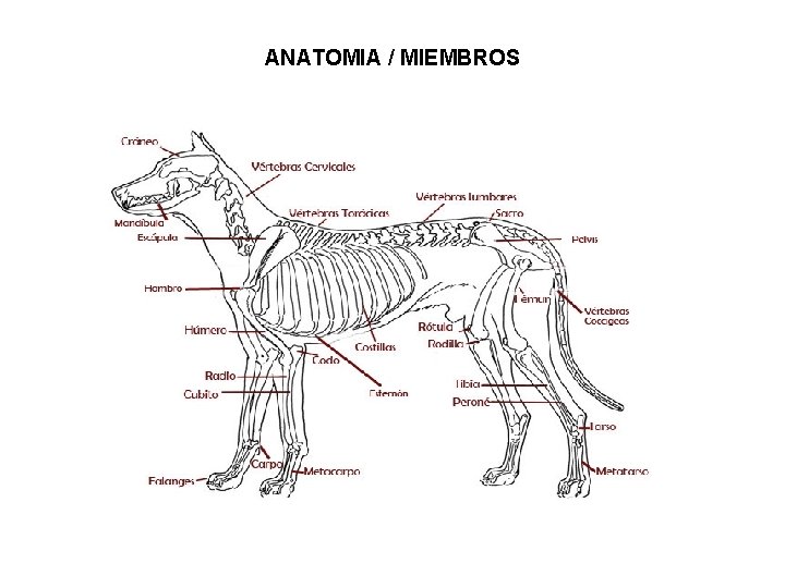 ANATOMIA q La anatoma animal es la ciencia