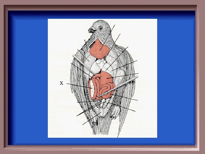 Dissection Bird Groups General Characteristics Feathers Adaptations ...