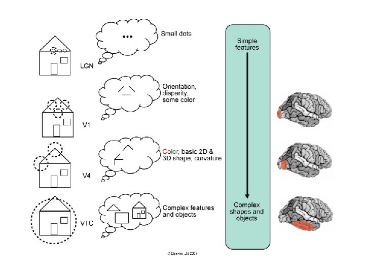 Brain circuits for spatial cognition Nitin Gupta 5