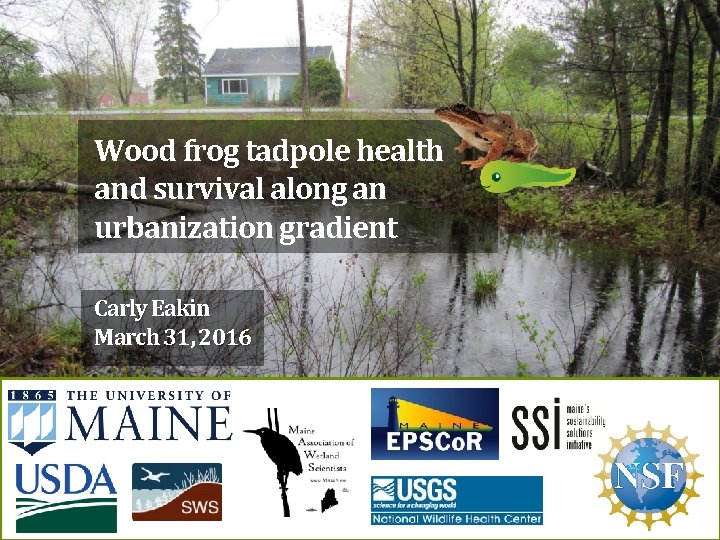 Wood frog tadpole health and survival along an