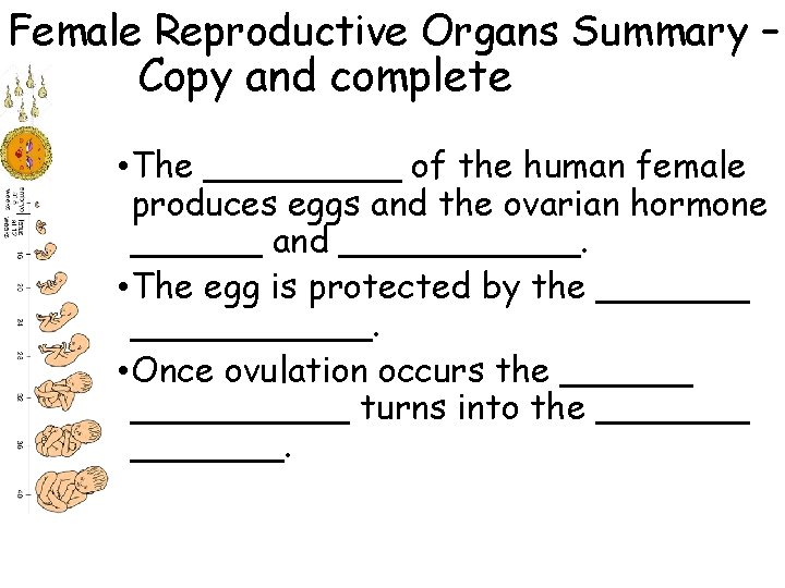Female Reproductive Organs Summary Copy and complete The