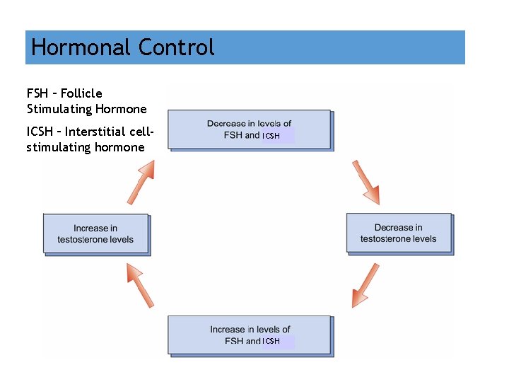 Female Reproductive Organs Summary Copy and complete The
