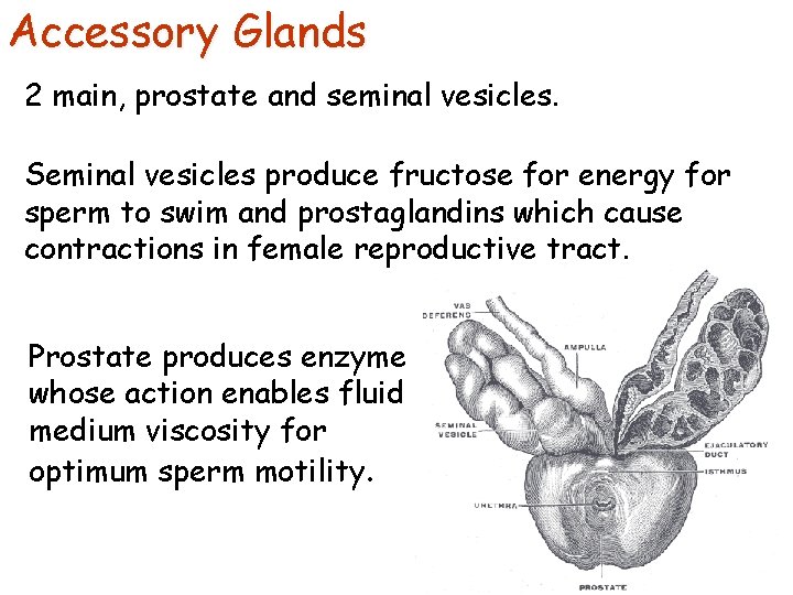 Female Reproductive Organs Summary Copy and complete The