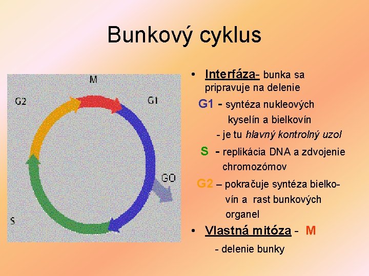 BUNKOV CYKLUS Bunkov delenie Opakovanie Definuj bunku je