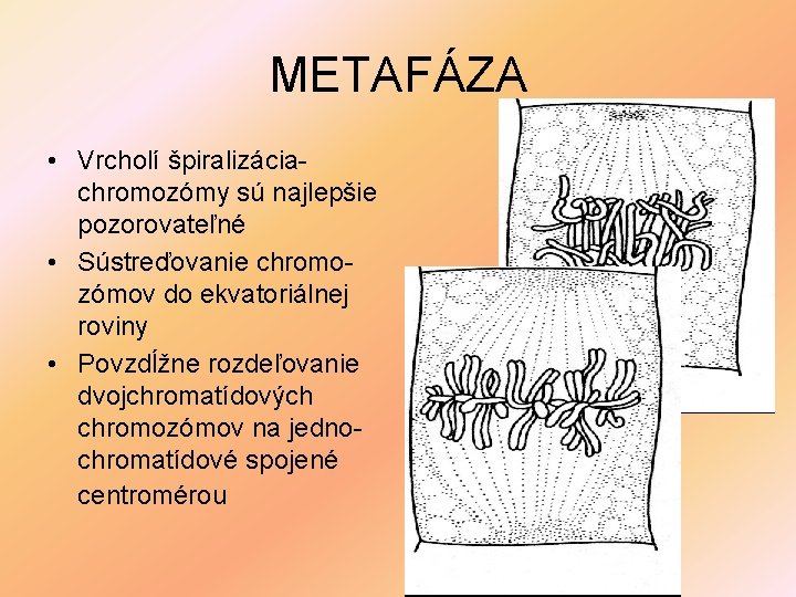 BUNKOV CYKLUS Bunkov delenie Opakovanie Definuj bunku je