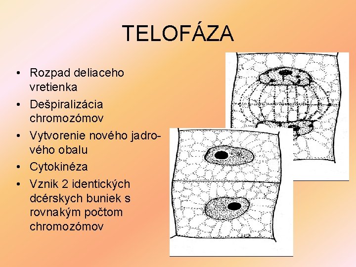 BUNKOV CYKLUS Bunkov delenie Opakovanie Definuj bunku je