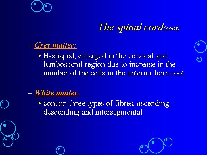 The Brain The Spinal Cord I The brain