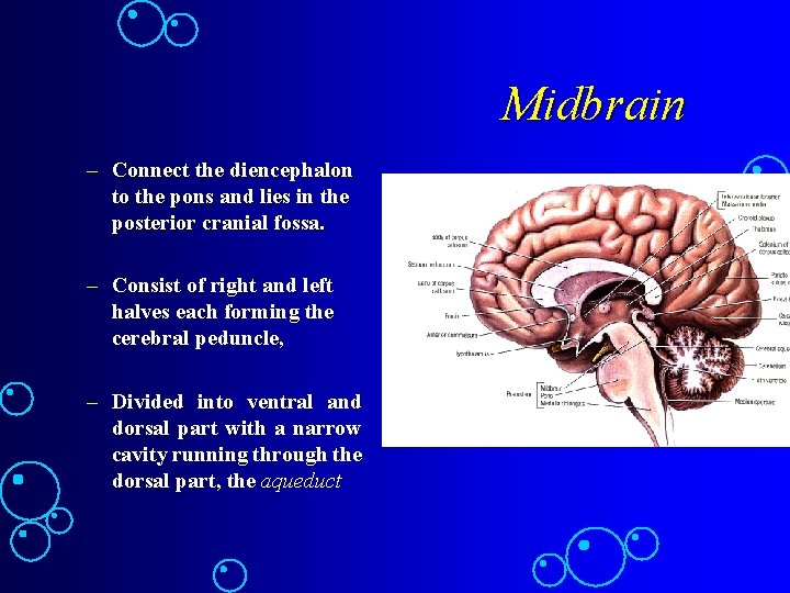 The Brain The Spinal Cord I The brain