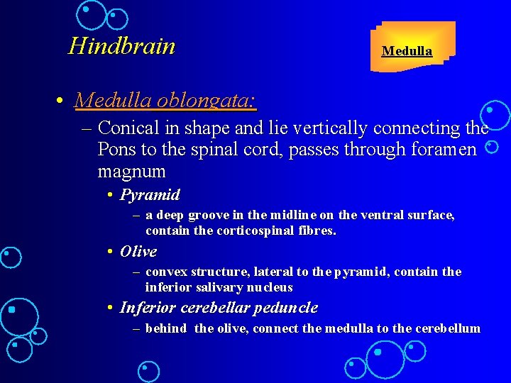 The Brain The Spinal Cord I The brain