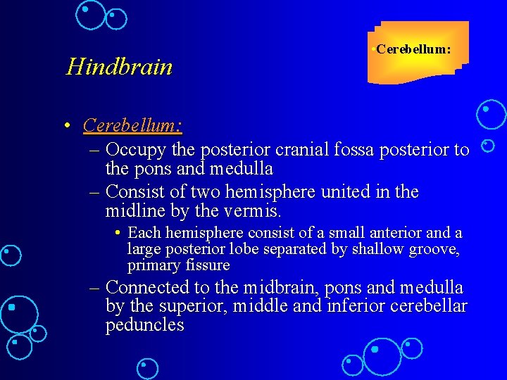 The Brain The Spinal Cord I The brain