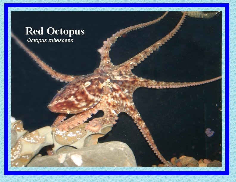 English Sole Parophrys vetulus Range Bering Sea to