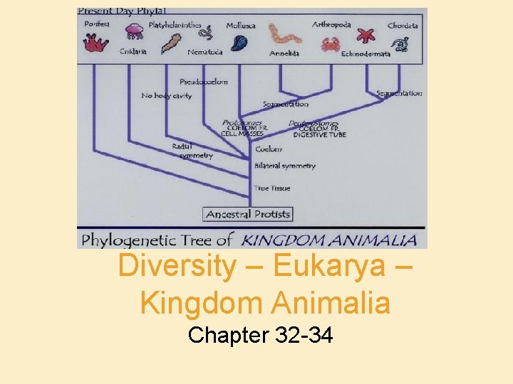 Diversity Eukarya Kingdom Animalia Chapter 32 34 Invertebrates
