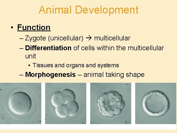Diversity Eukarya Kingdom Animalia Chapter 32 34 Invertebrates