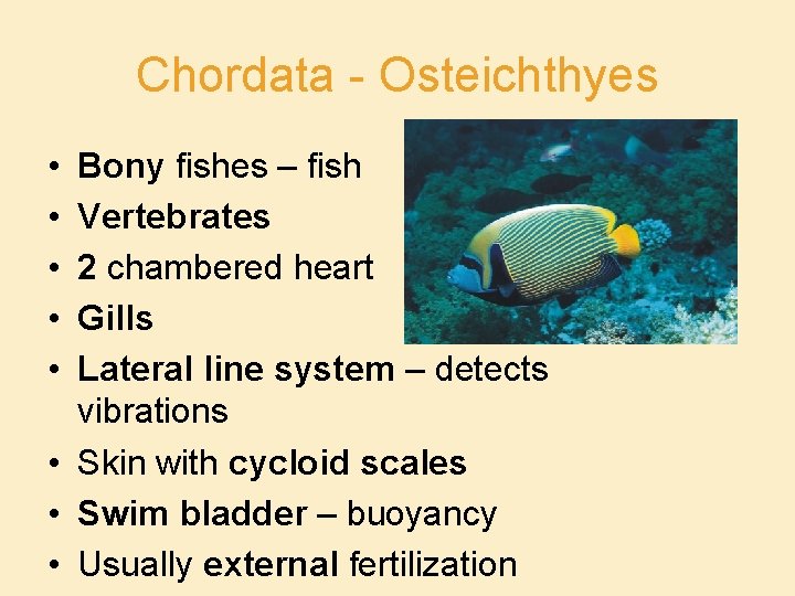 Diversity Eukarya Kingdom Animalia Chapter 32 34 Invertebrates