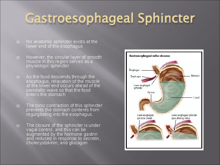 STOMACH AND ESOPHAGUS Esophagus The esophagus is a