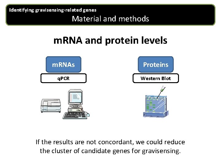 PLANTS IN SPACE Identification of Gravisensingrelated Genes Evolution