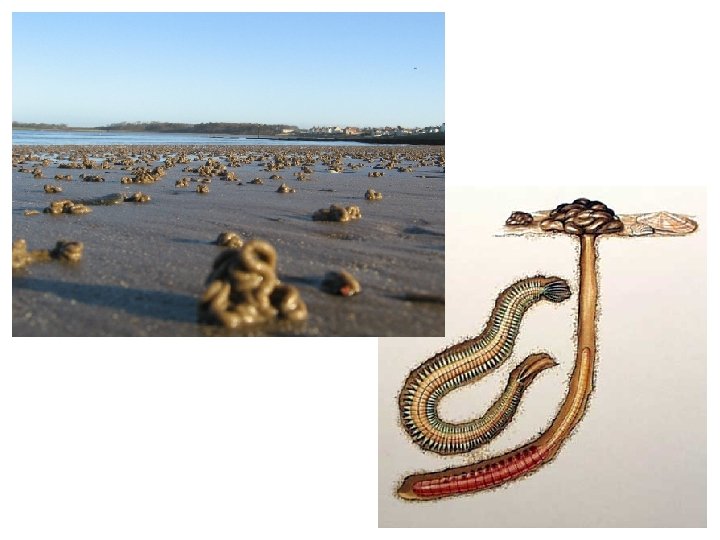 Polychaete Worms polikeet Classification Kingdom Animalia Phylum Annelida