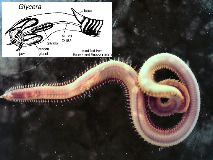 Polychaete Worms polikeet Classification Kingdom Animalia Phylum Annelida