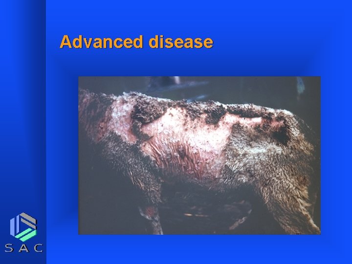 The Scottish Sheep Scab Initiative Presentation prepared by