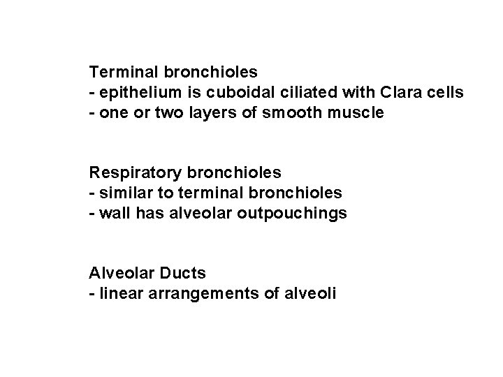 Respiratory System nasal cavity Primary Bronchi bronchioles alveoli