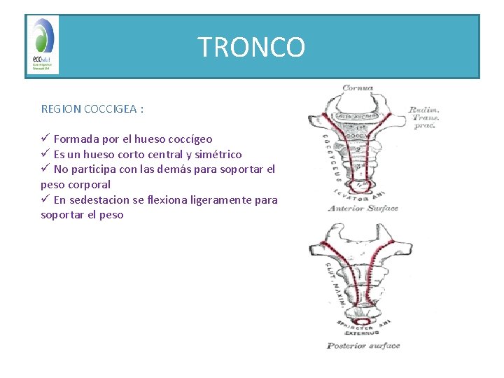 ANATOMIA Es la rama de las ciencias biolgicas