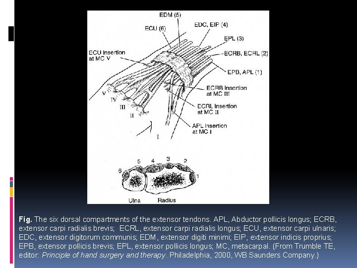 INJURIES AND DISEASES OF HAND WRIST SuYang Hwa