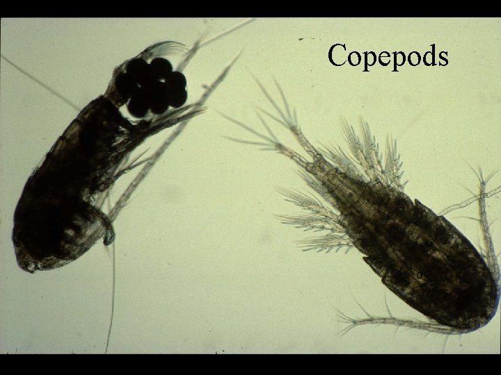 Classification by trophic level Classification by zonation Factors